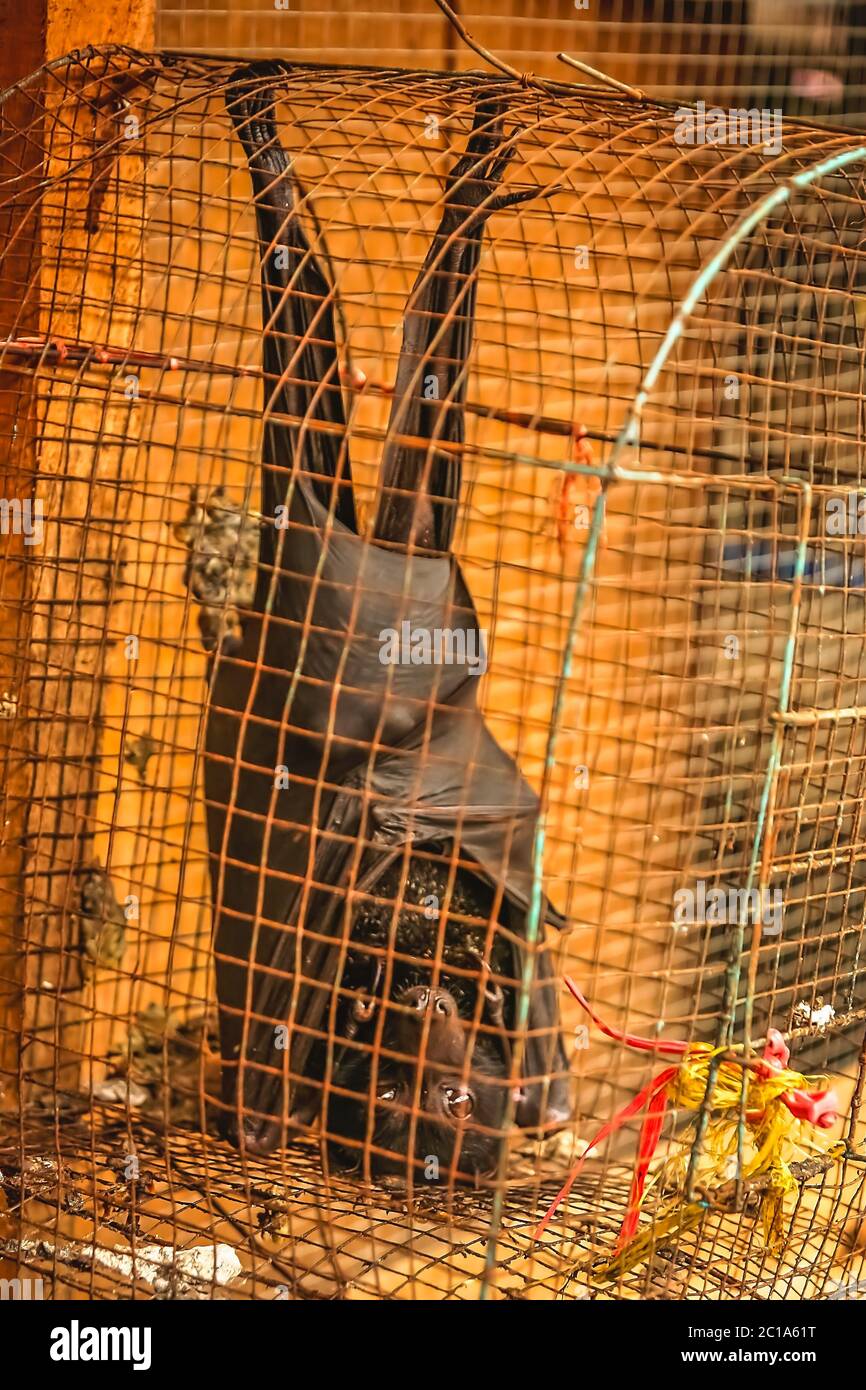 Bat for sale hi-res stock photography and images - Alamy