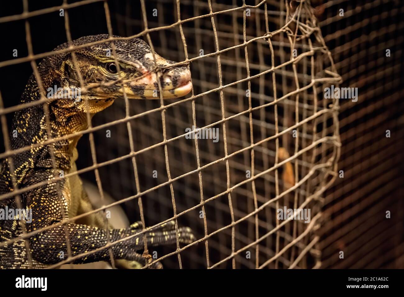 Small lizard in a cage on sale Stock Photo - Alamy