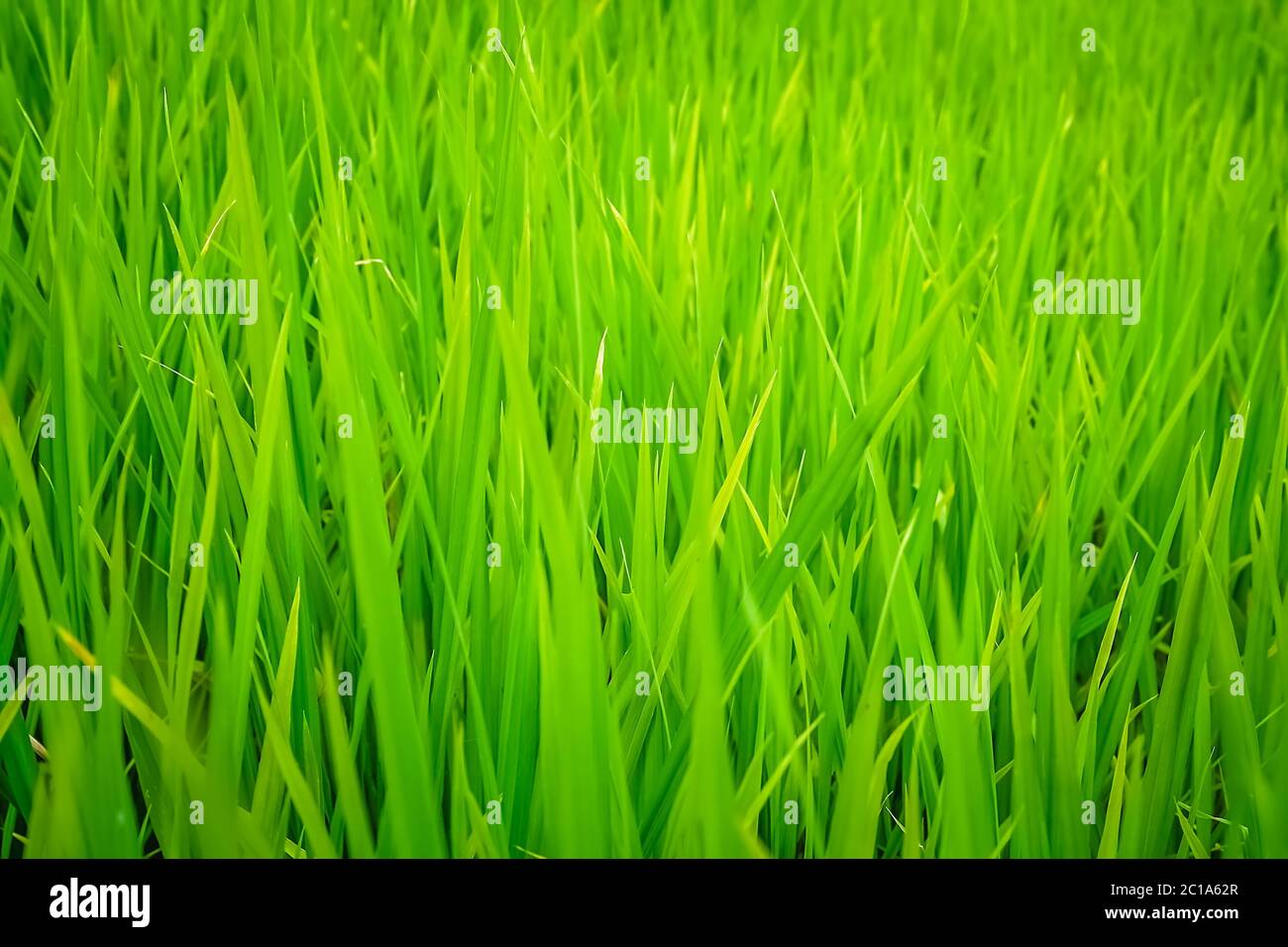 Grass texture overlay hi-res stock photography and images - Alamy