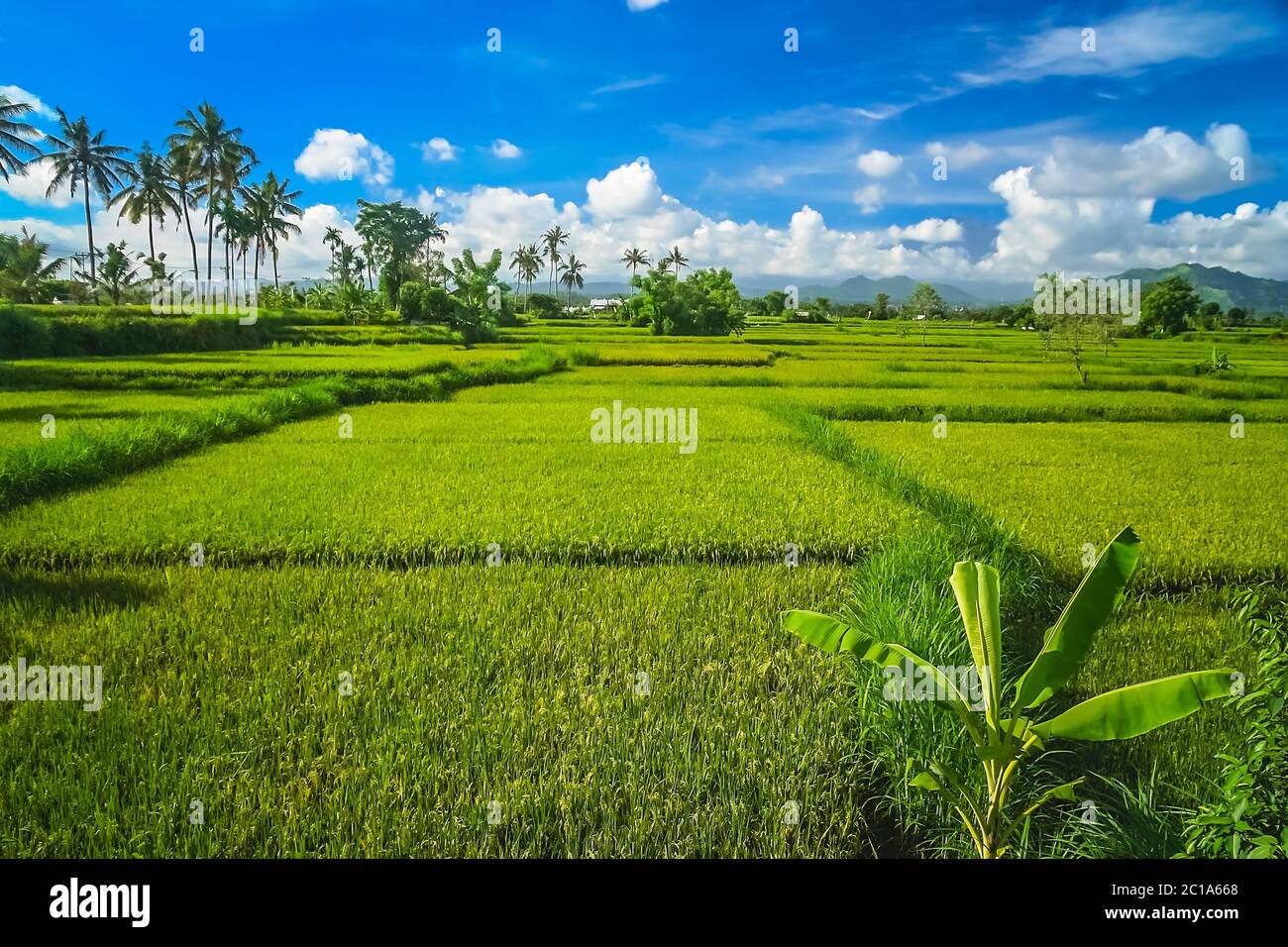 Dense tropical landscape of Bali Stock Photo - Alamy