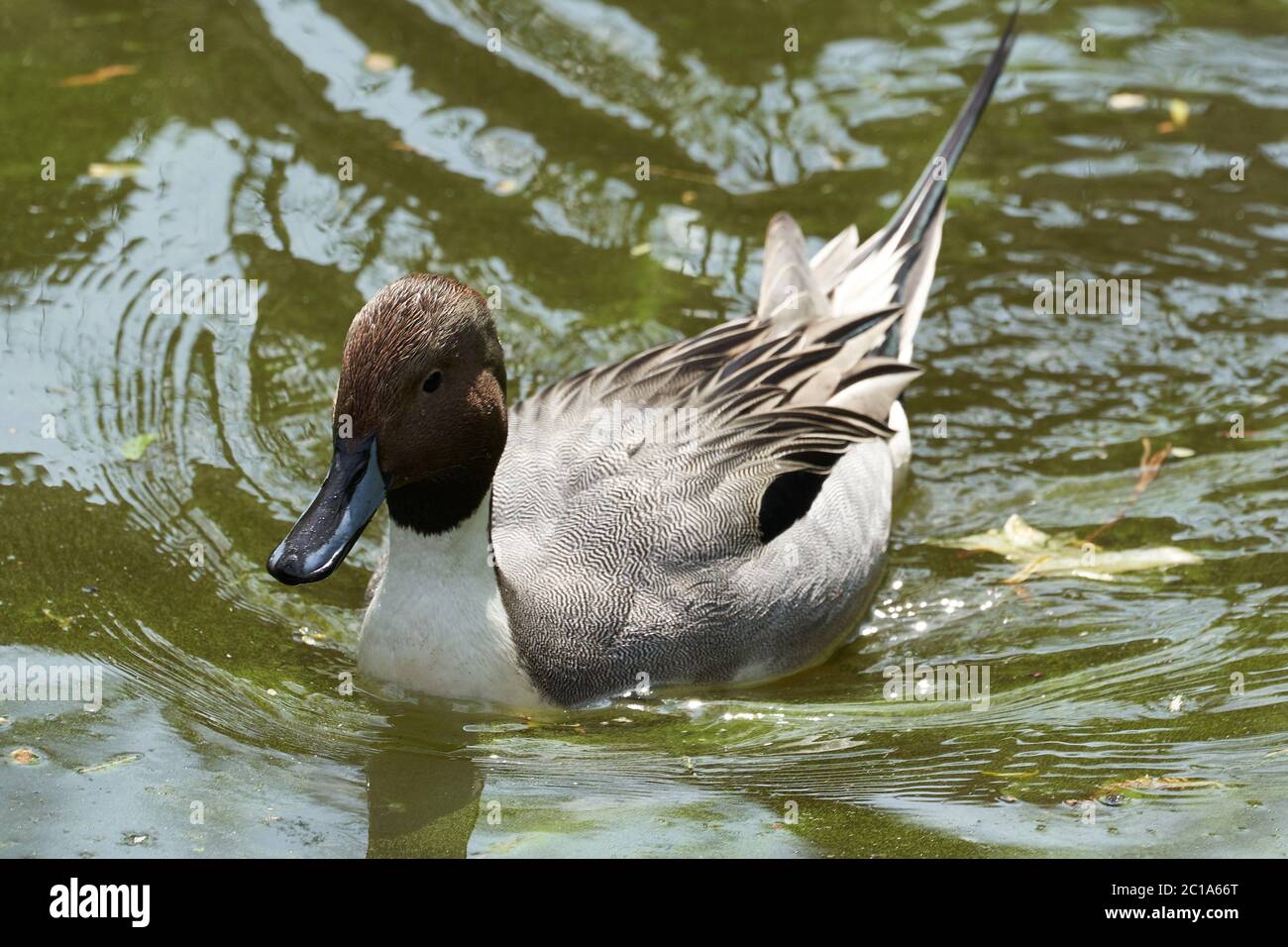 Pintail or northern pintail Anas acuta duck water Stock Photo - Alamy