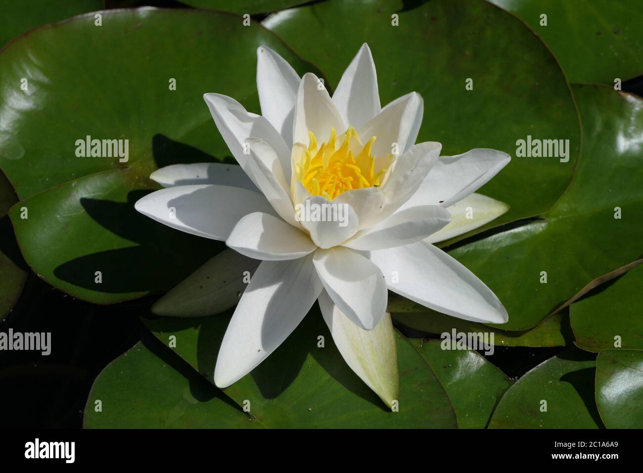 Beautiful white water rose, an aquatic flowering plant, also called ...