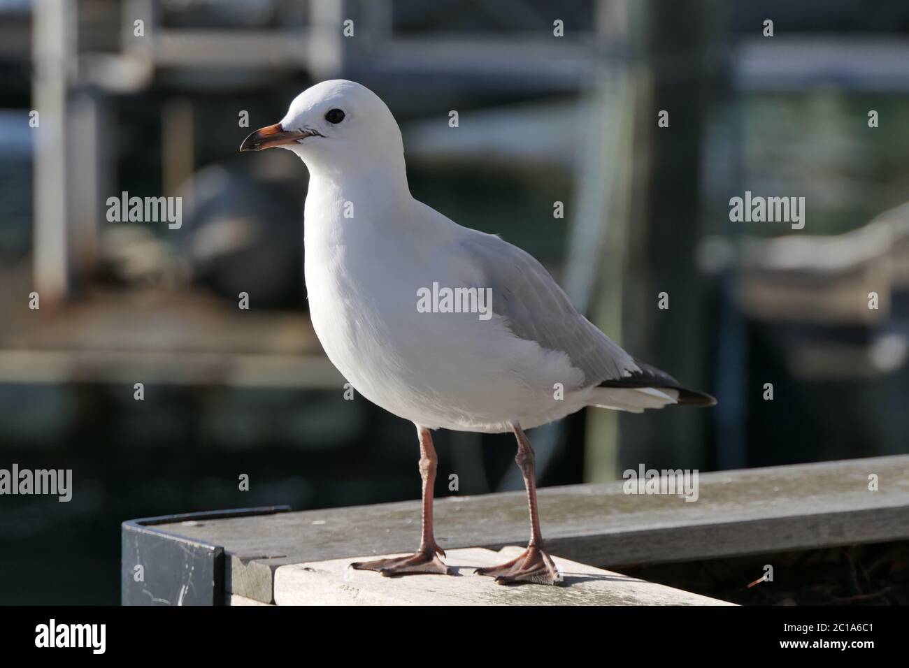 White seagull: beautiful portrait up of a standing gull Stock Photo - Alamy