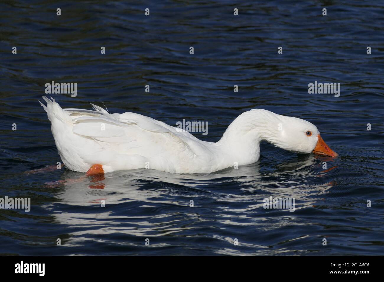 A beautiful specimen of a wild goose swimming on a deep blue lake and ...