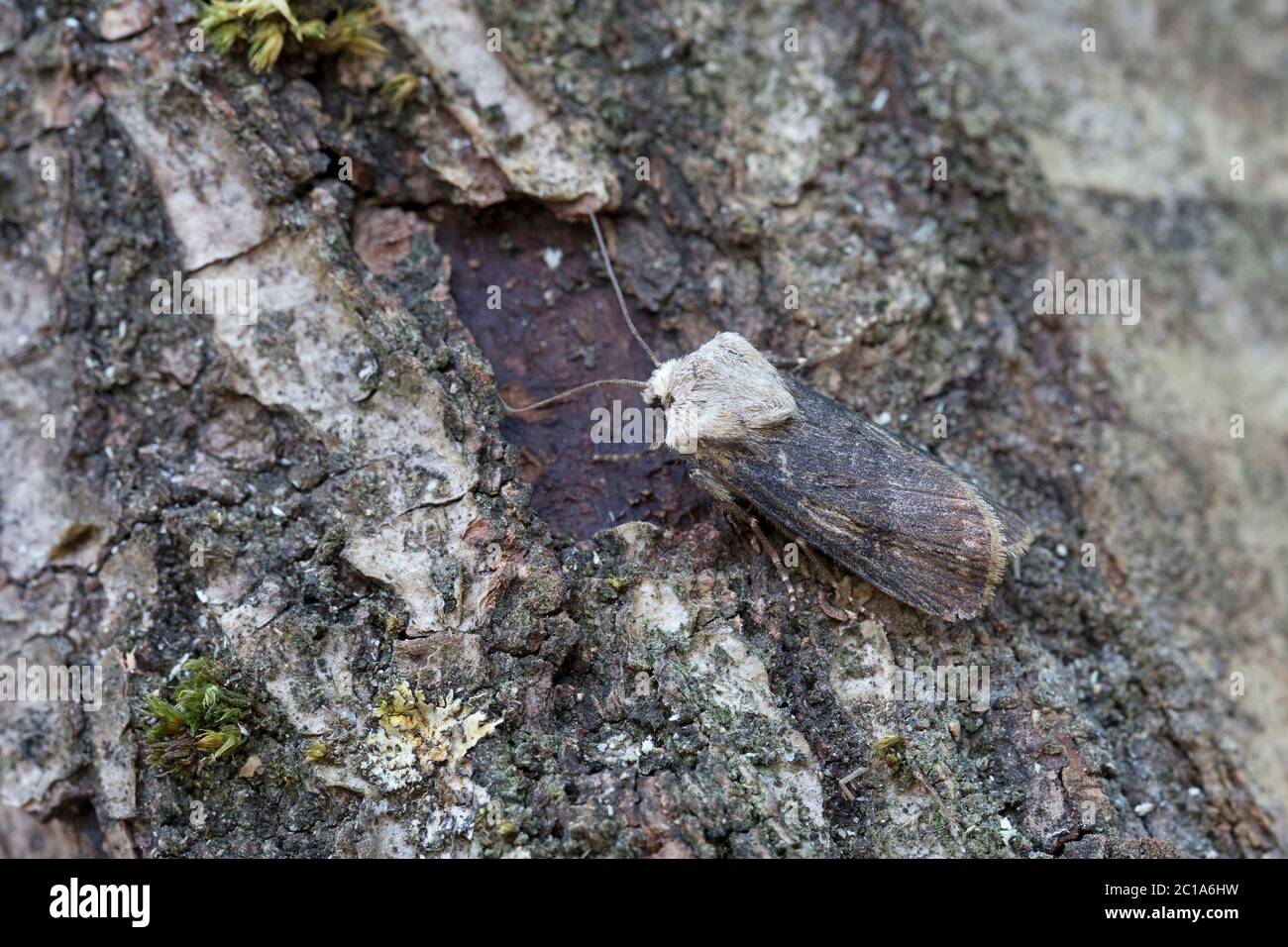 Shuttle-shaped Dart (Agrotis puta) moth Stock Photo - Alamy
