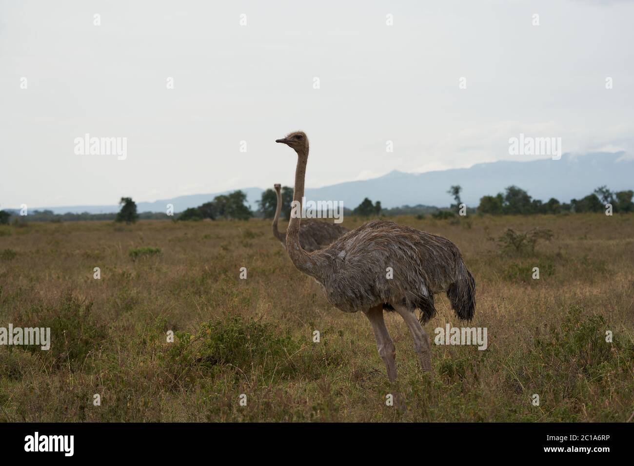 Common ostrich Struthio camelus Africa Kenya Savanna Stock Photo - Alamy