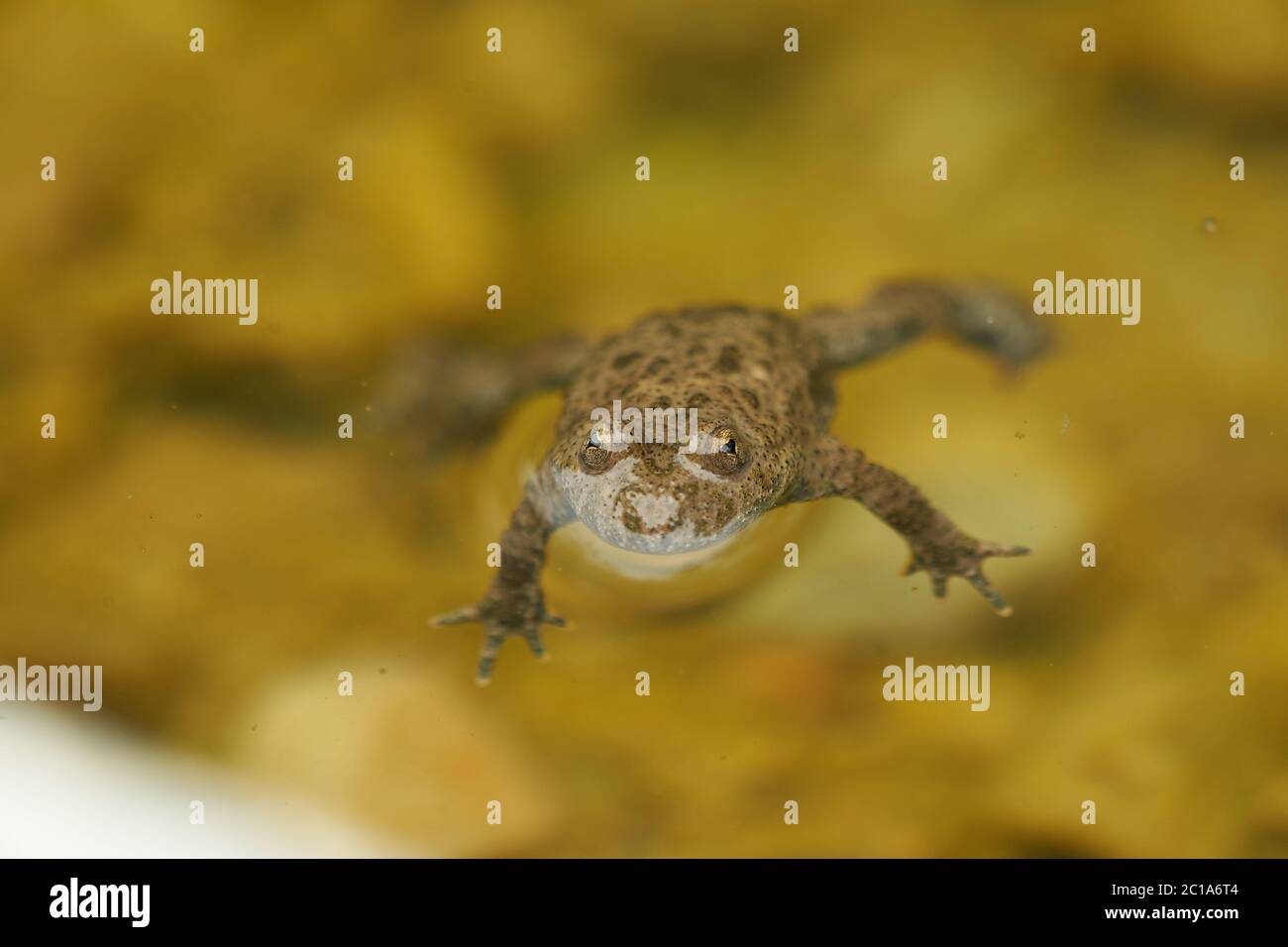 Yellow Bellied Toad Bombina Variegata Portrait Golden Eyes with Black ...
