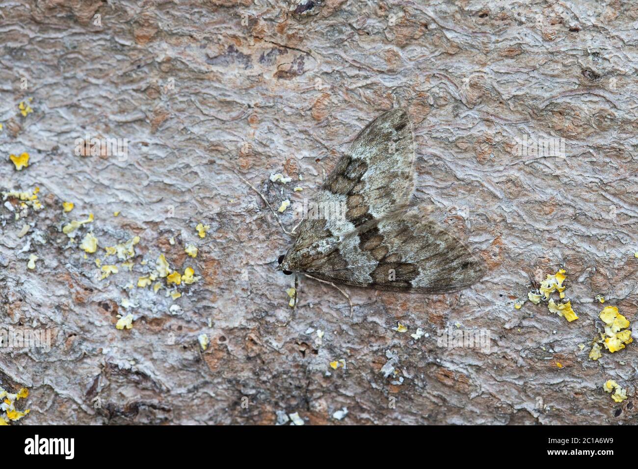 Spruce Carpet (Thera britannica) moth Stock Photo - Alamy