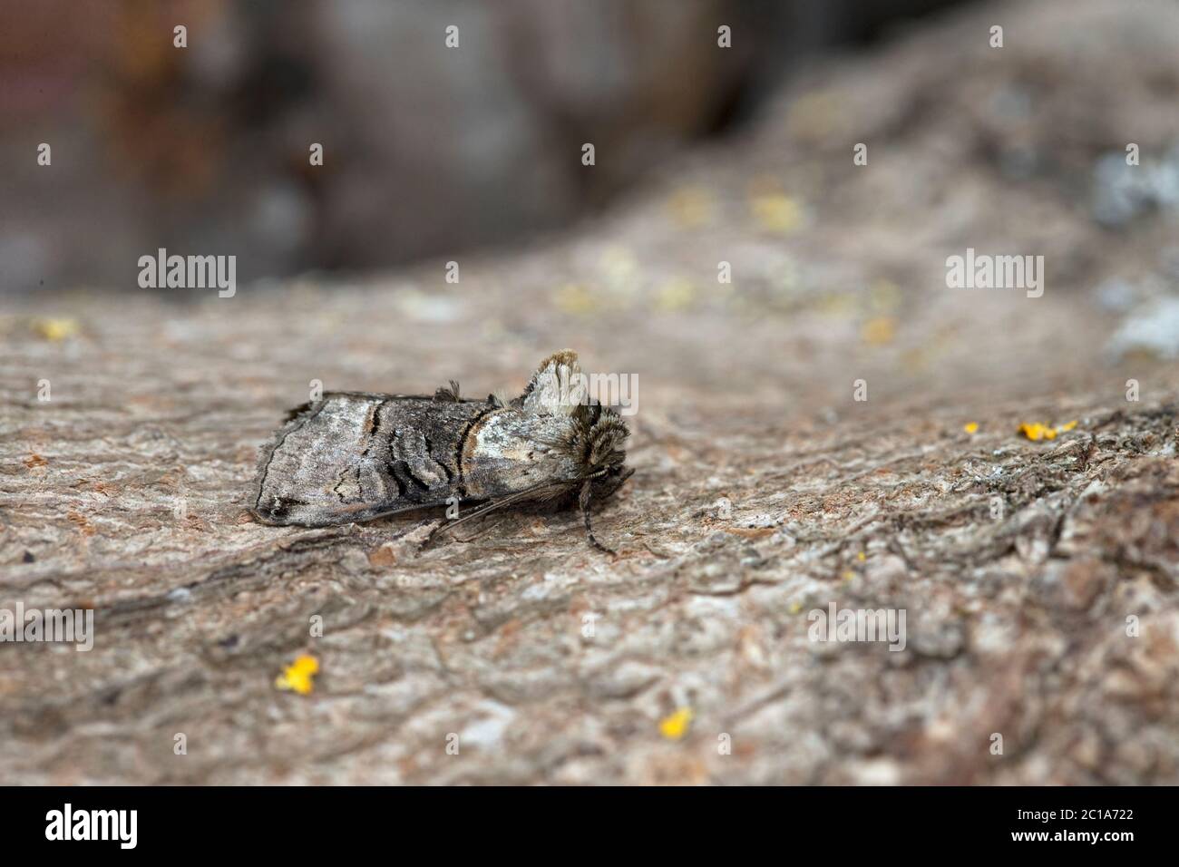 Spectacle moth hi-res stock photography and images - Alamy