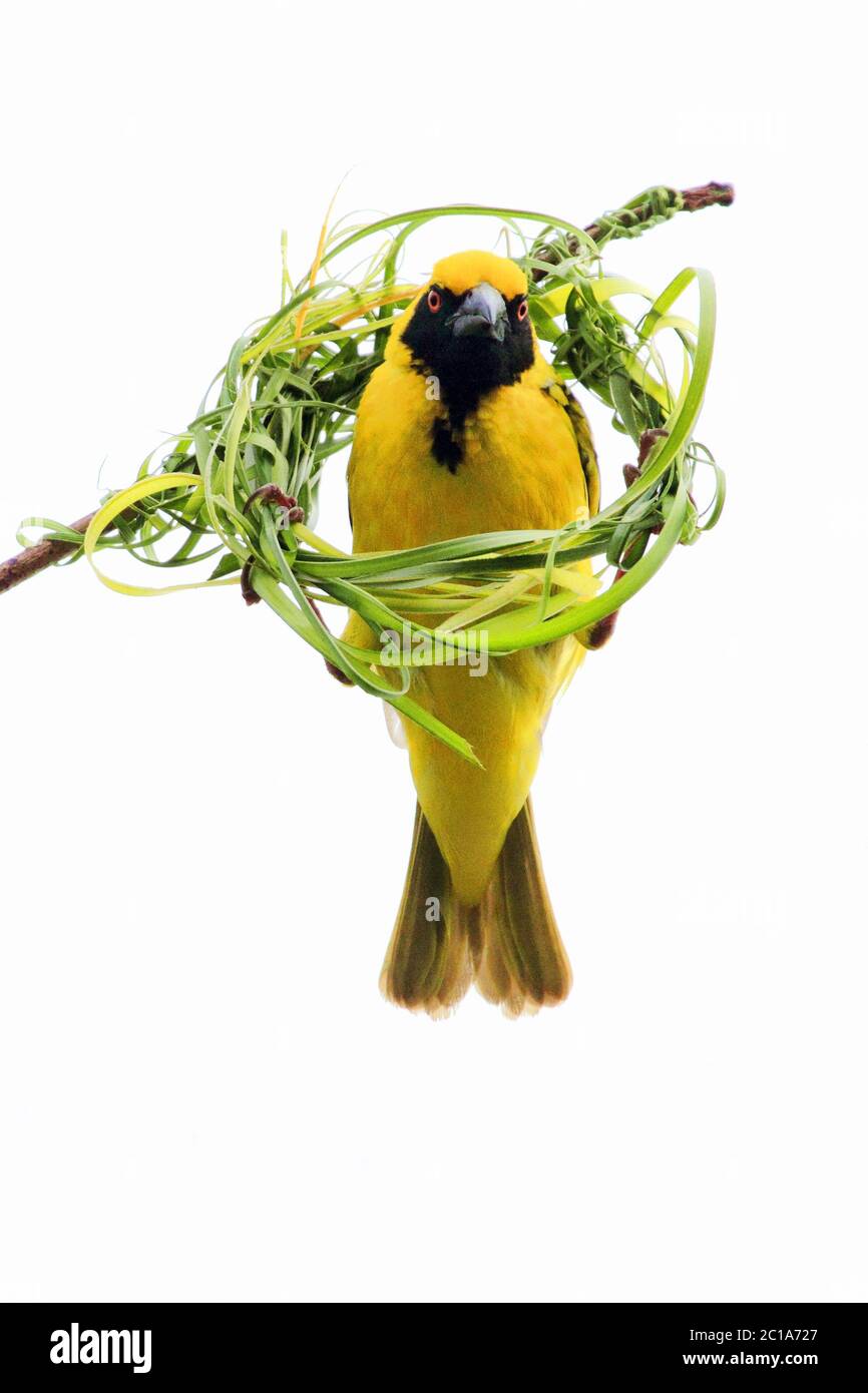 African village Cut Out Stock Images & Pictures - Alamy