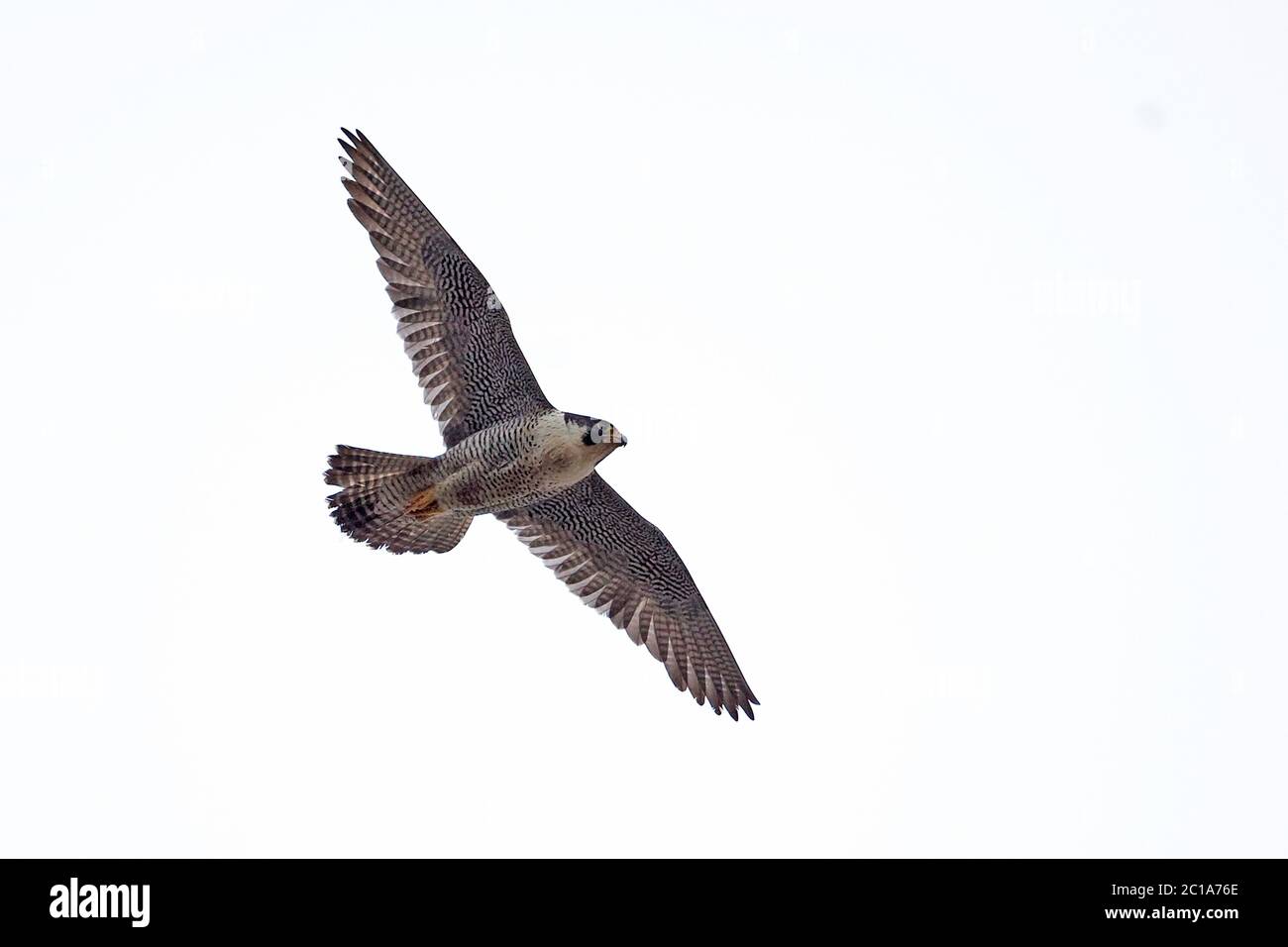 East anglia wildlife Cut Out Stock Images & Pictures - Alamy