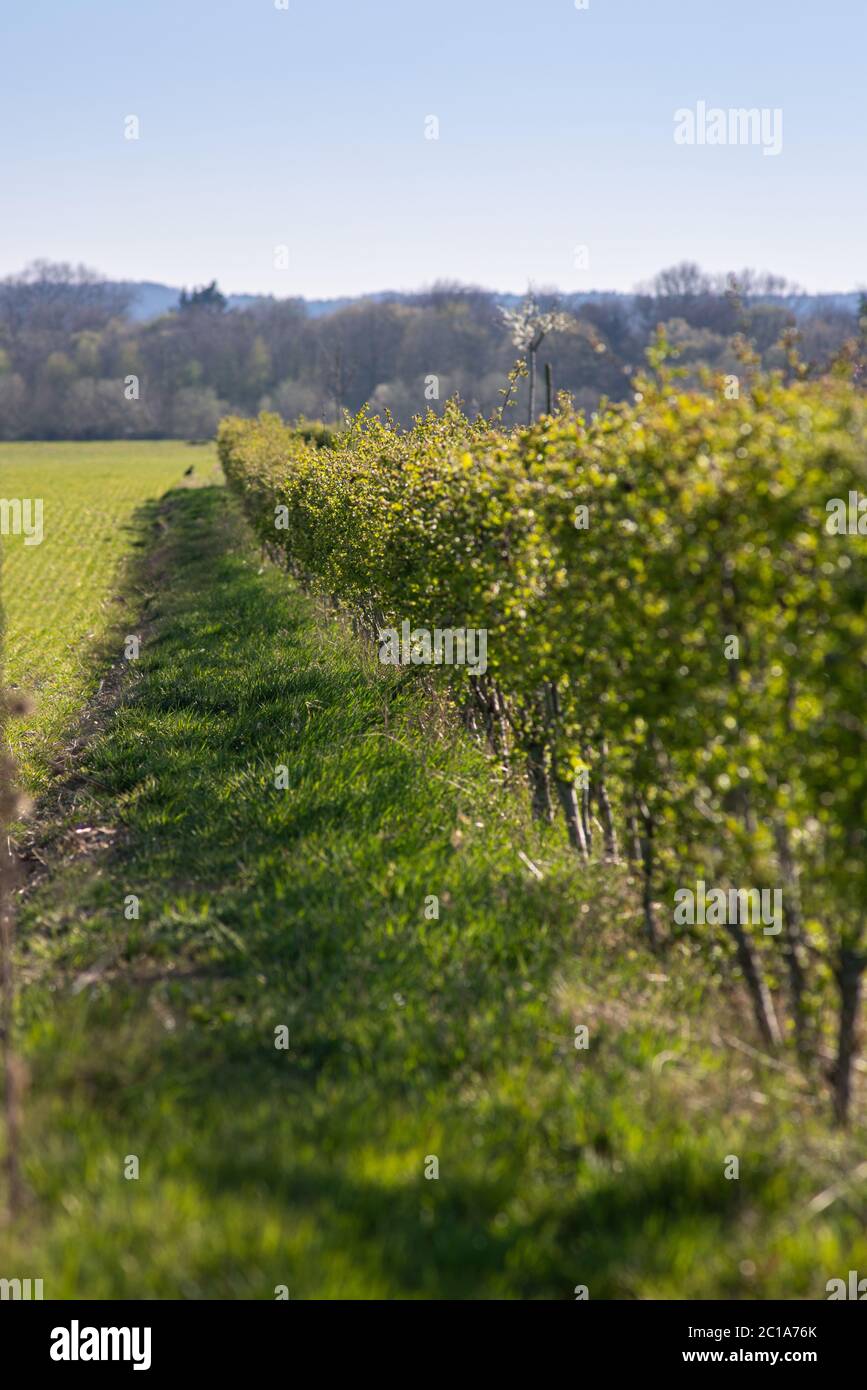 Edge vines hi-res stock photography and images - Alamy