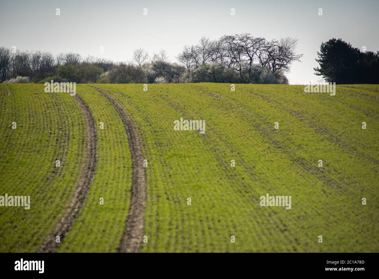 Field furrows make a curve up the hill in a field with young plants in ...