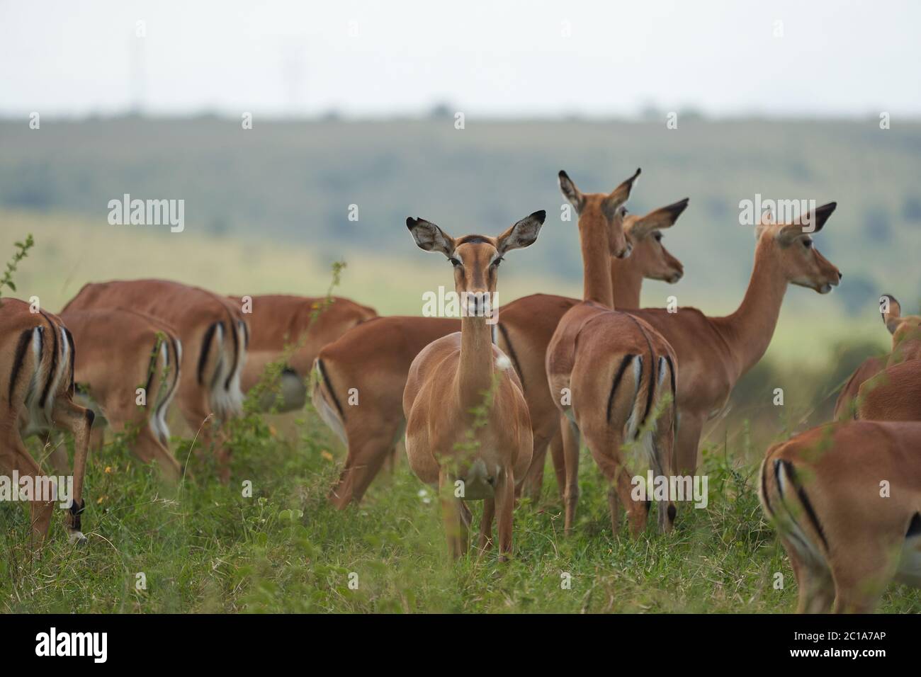 Impala Group Impalas Antelope Portrait Africa Safari Stock Photo - Alamy
