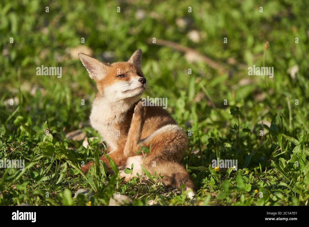 Red Fox Portrait Vulpes Vulpes Evening Sun Stock Photo - Alamy