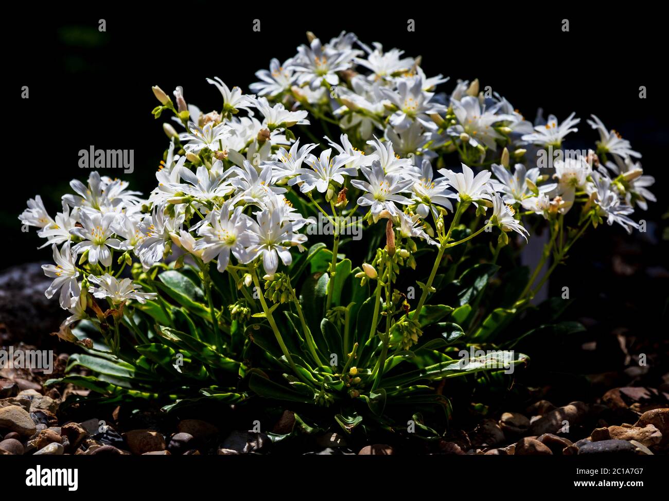 Lewisia safira hi-res stock photography and images - Alamy