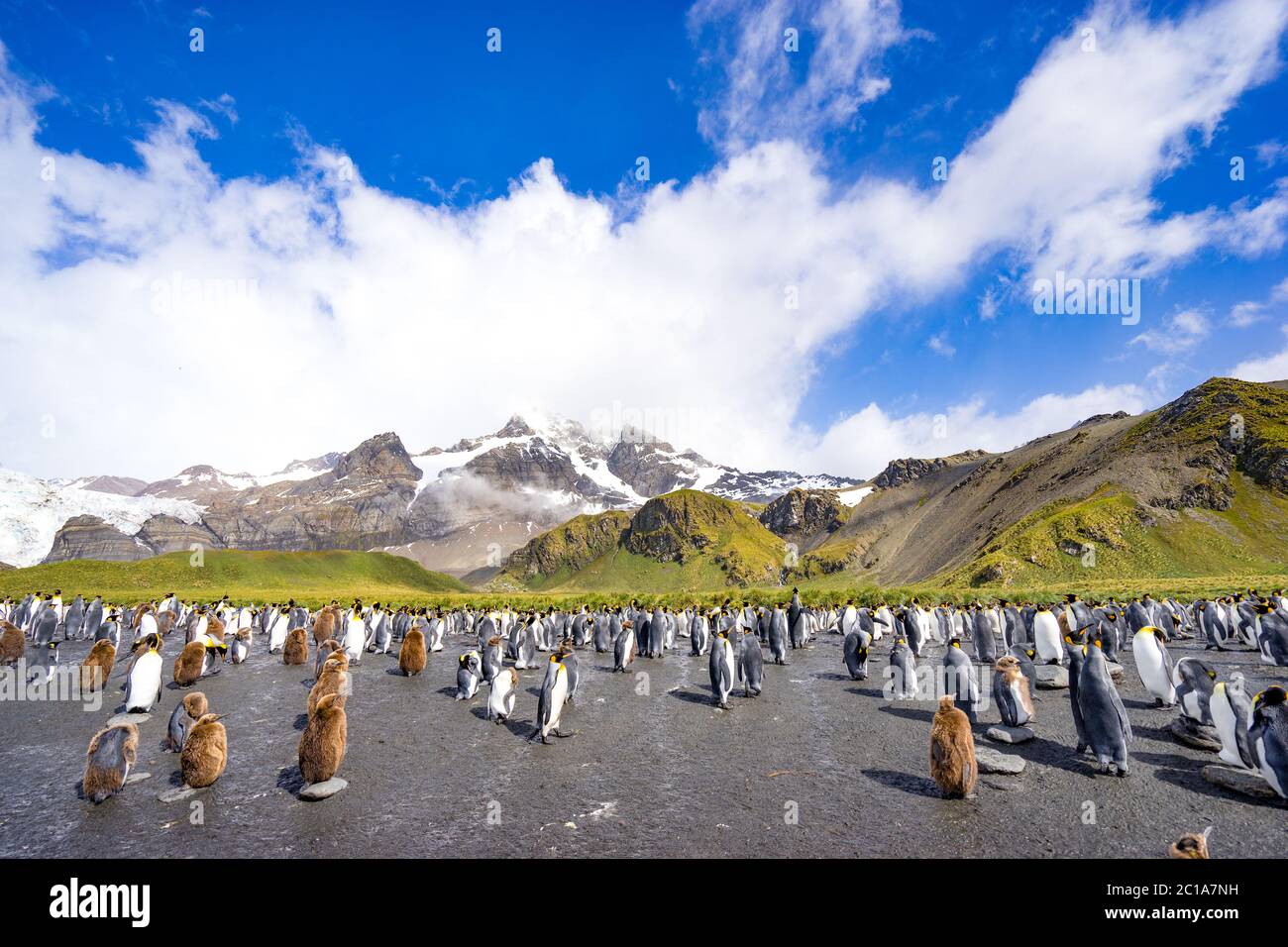 Penguins snow beach hi-res stock photography and images - Alamy