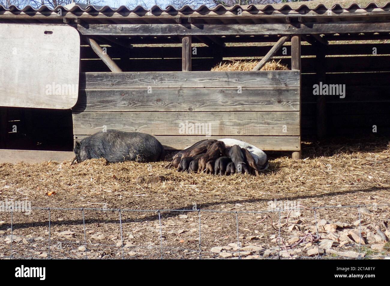 Cademario, Switzerland: Small pig and wild boar on a farm Stock Photo ...