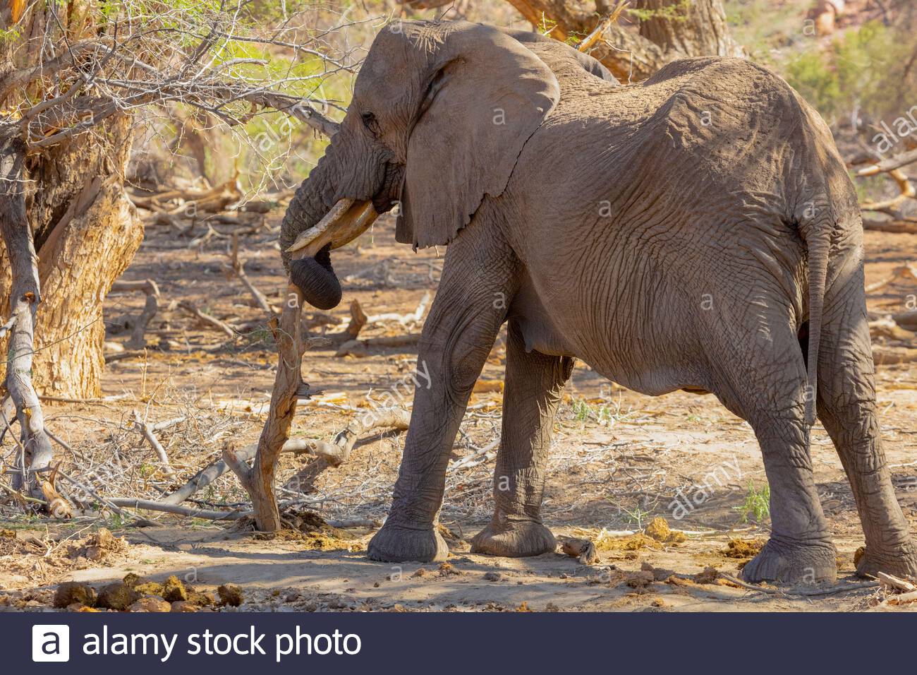 Emaciated High Resolution Stock Photography and Images - Alamy