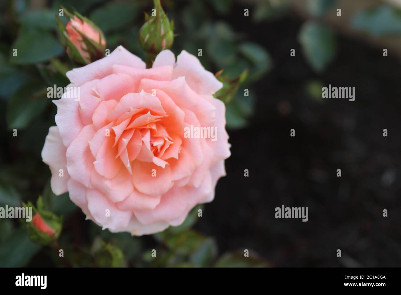 Bright salmon pink leaves hi-res stock photography and images - Alamy