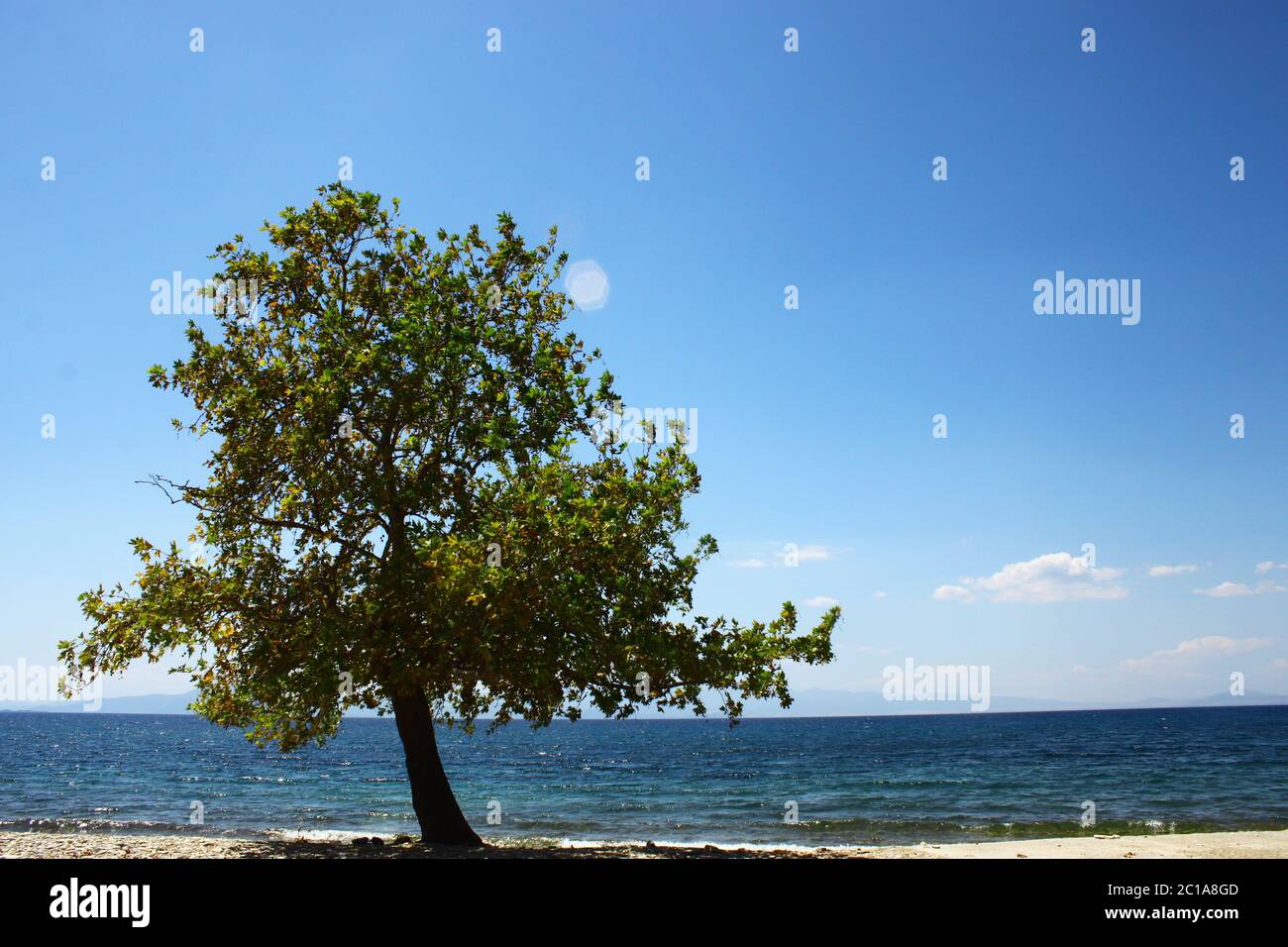 Sun umbrella oak tree hi-res stock photography and images - Alamy