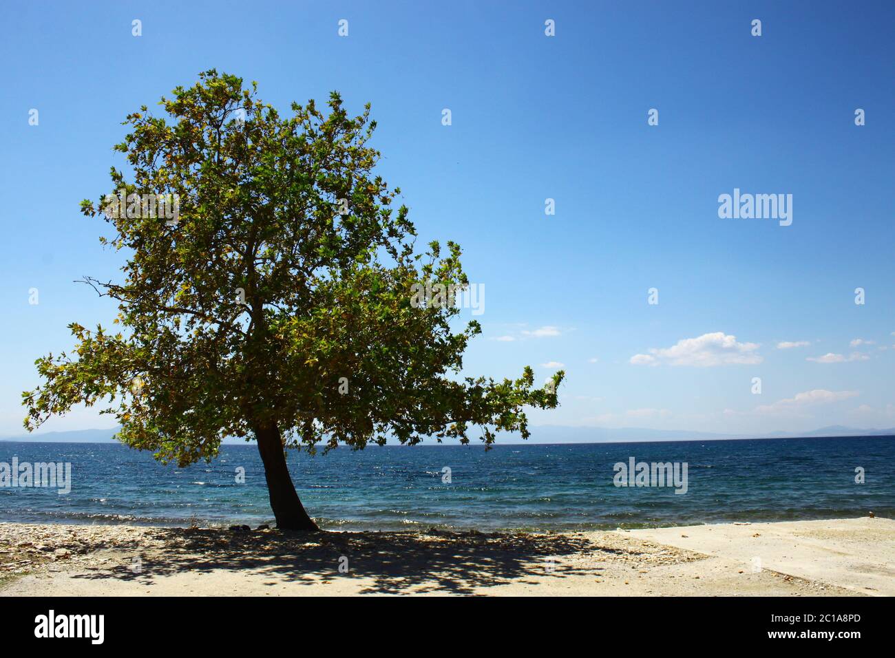 A tree in front of the sea Stock Photo - Alamy