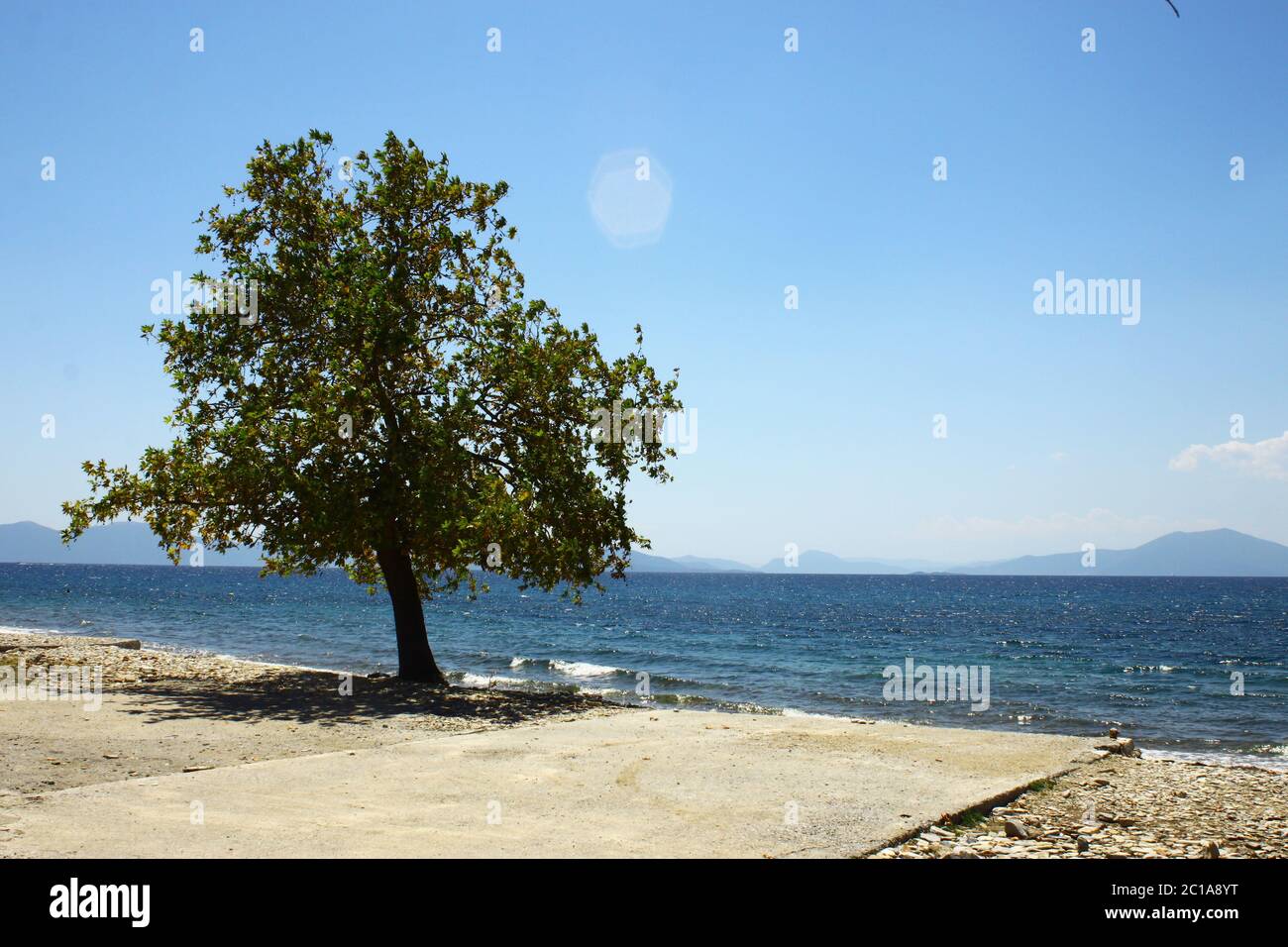 A tree in front of the sea Stock Photo - Alamy