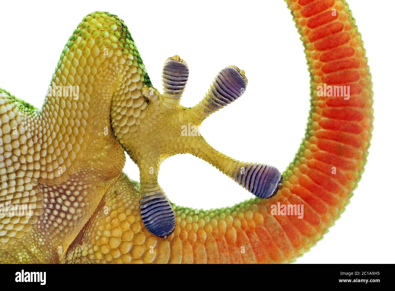Foot detail of Madagascar giant day gecko - Phelsuma grandis Stock ...