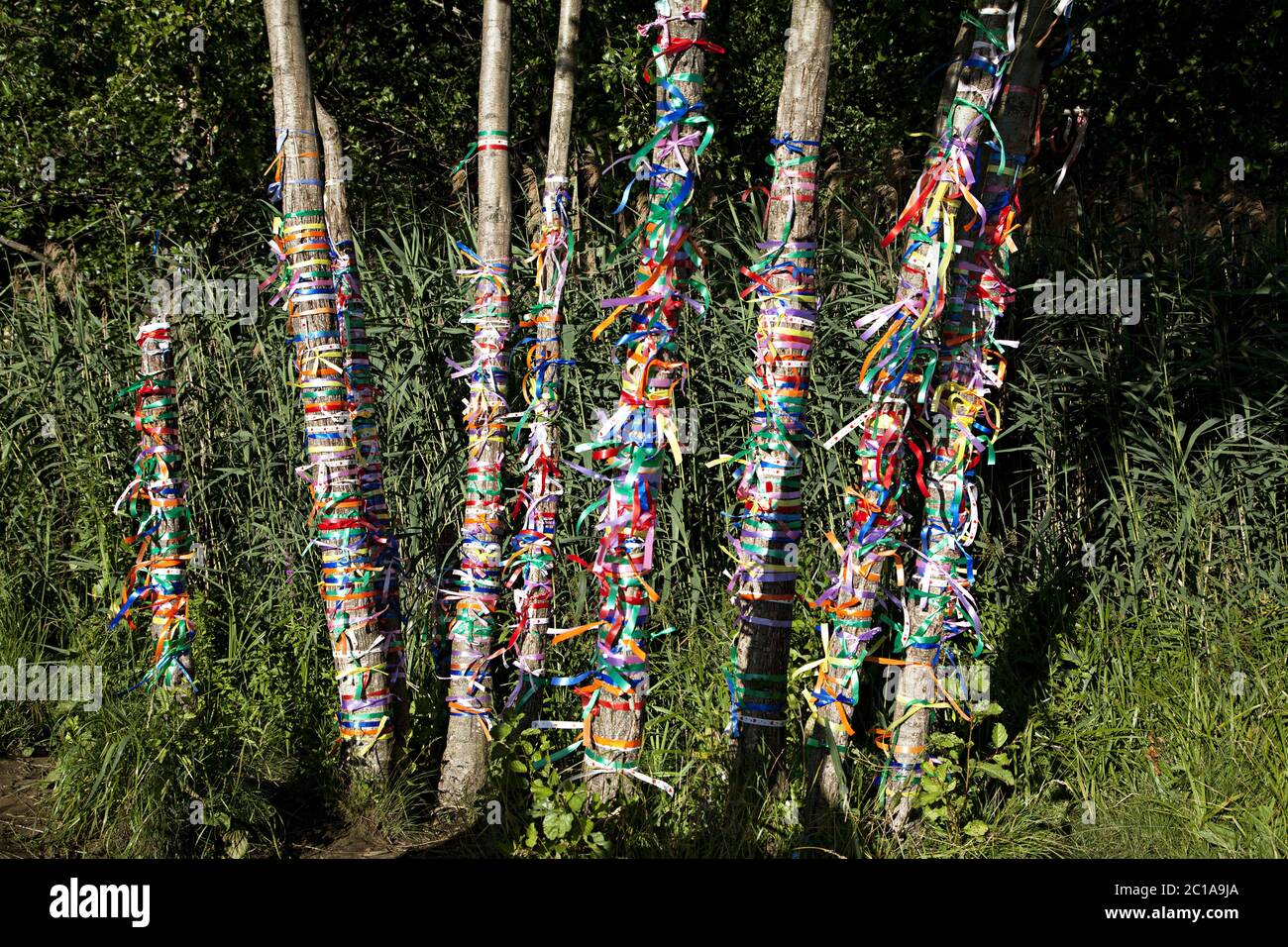 Multi-colored ribbons on a tree Stock Photo - Alamy