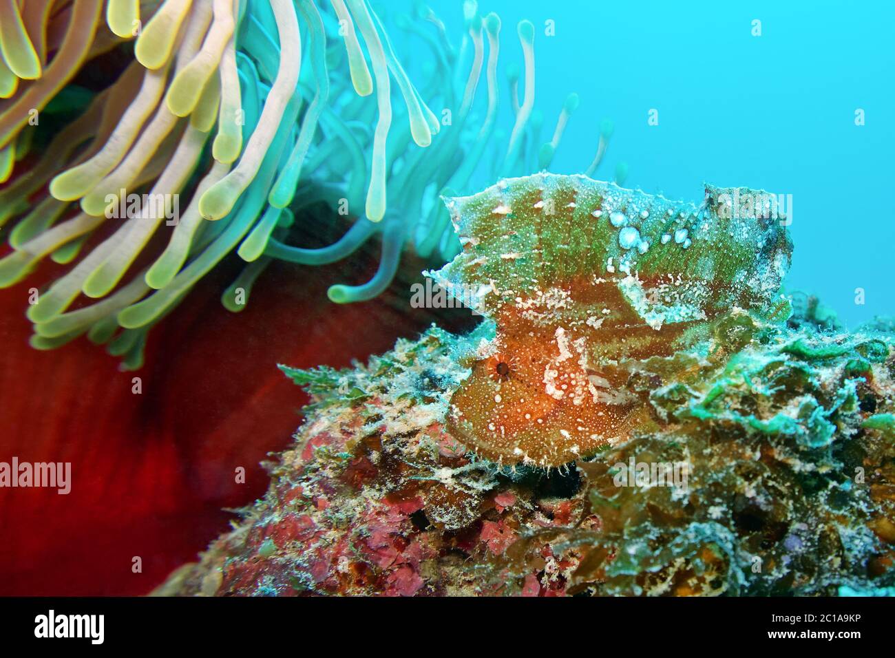 Leaf scorpionfish - Taenianotus triacanthus Stock Photo - Alamy