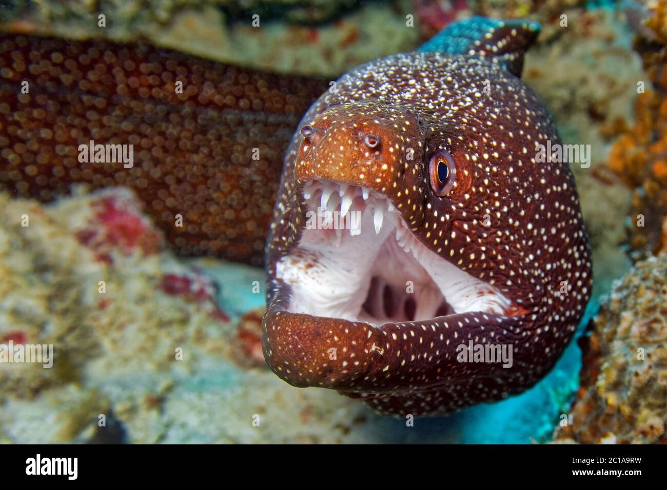 Turkey moray eel - Gymnothorax meleagris Stock Photo - Alamy