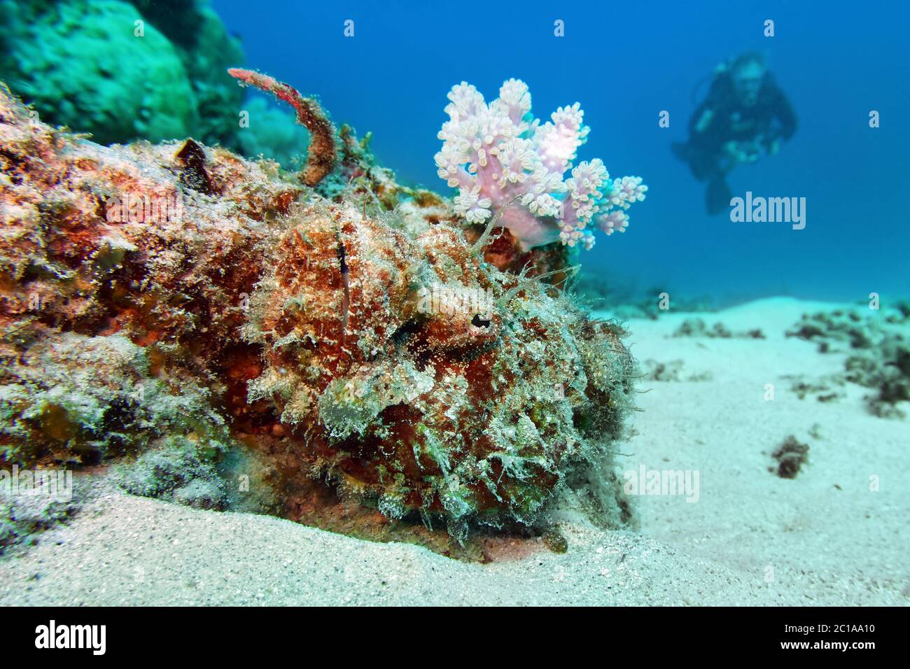 False stonefish (devil scorpionfish) - Scorpaenopsis diabolus Stock ...