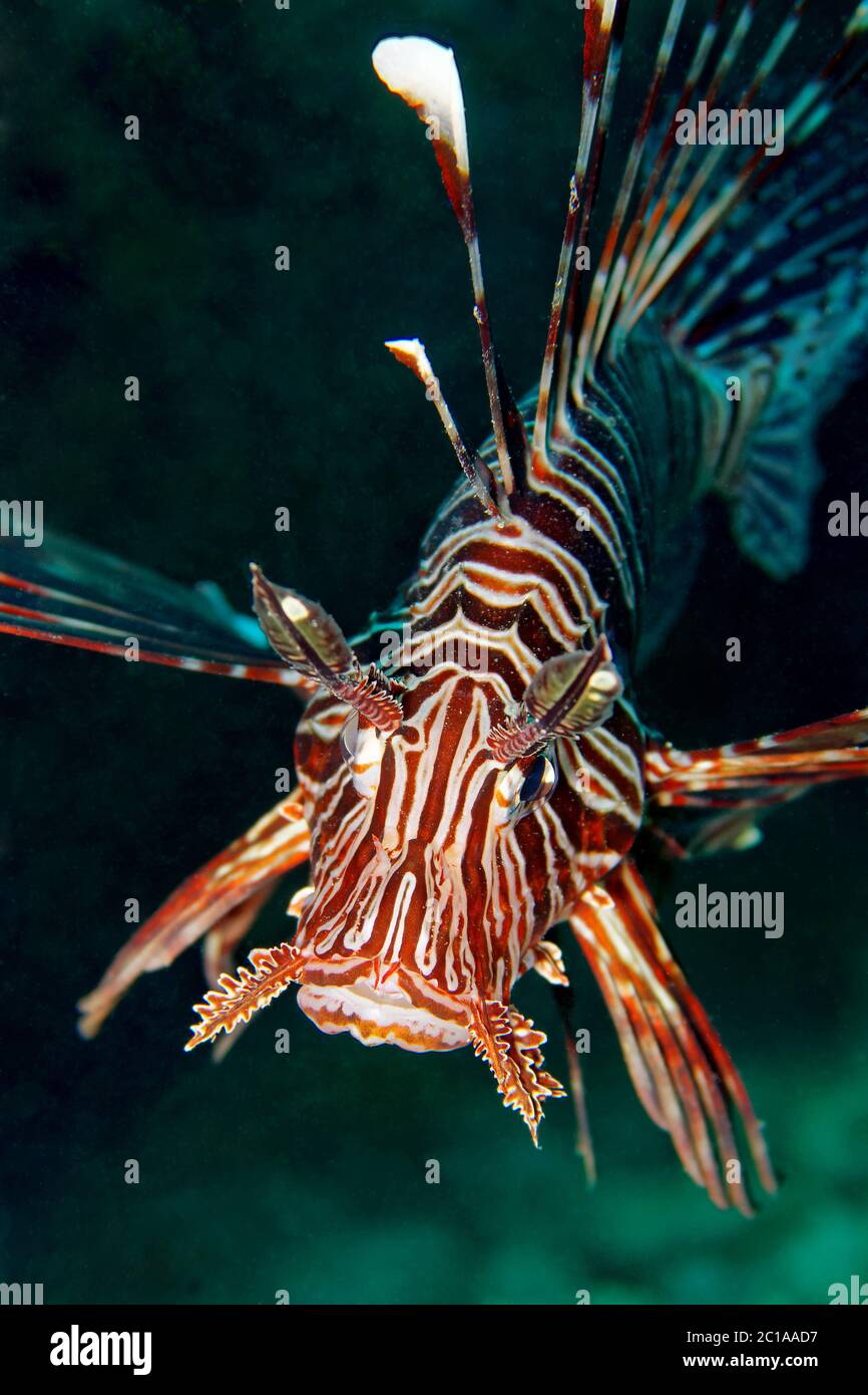 Devil lionfish - Pterois miles Stock Photo - Alamy