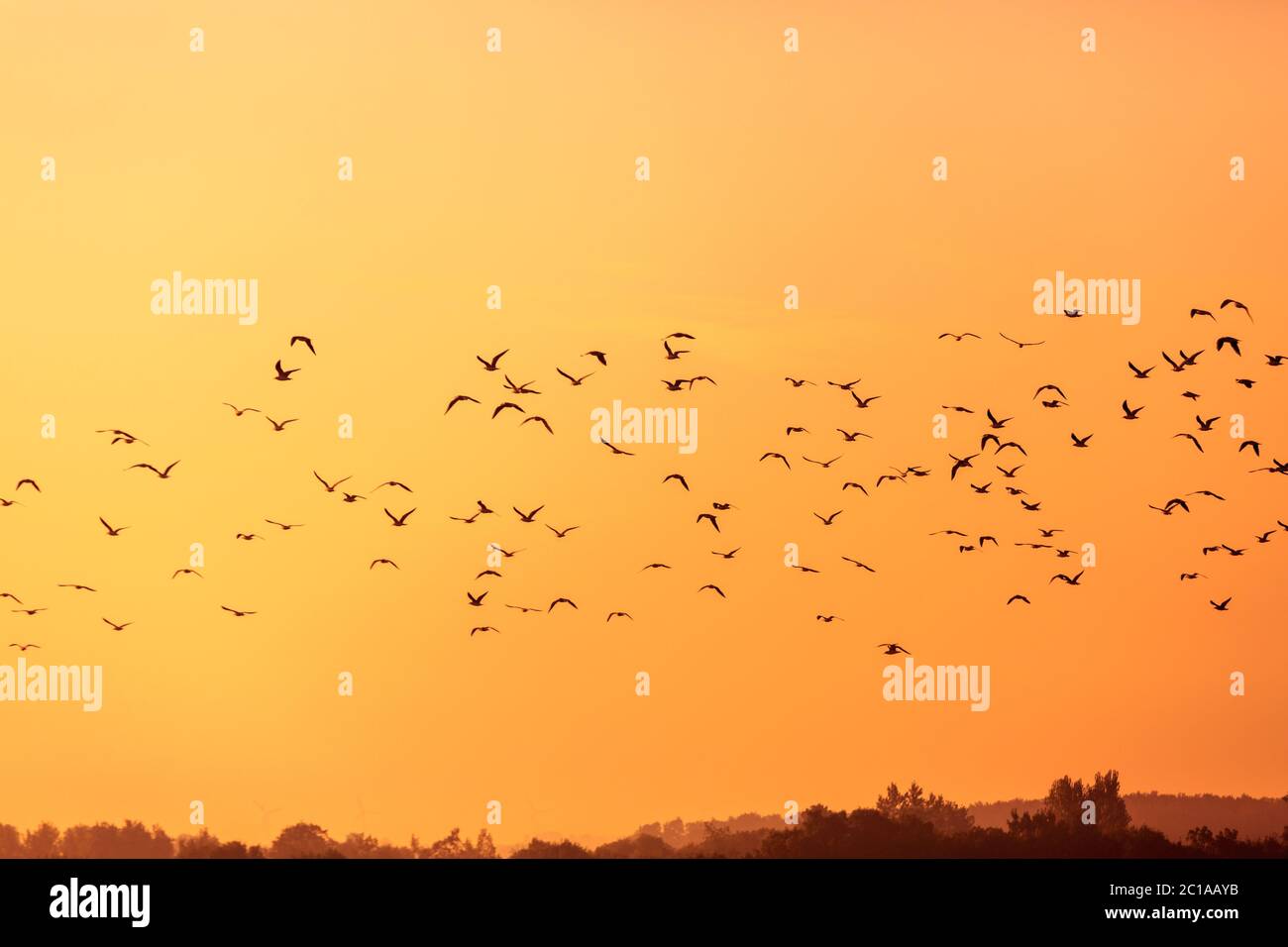 Birds flying in the rays of dawn Stock Photo - Alamy