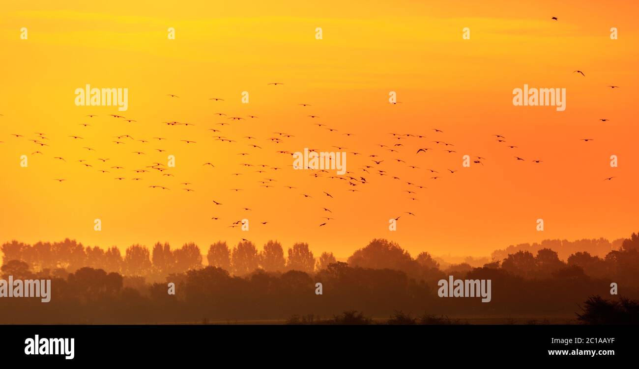 Birds flying in the rays of dawn Stock Photo - Alamy