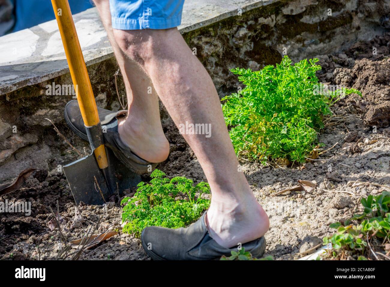 Man digginf in field using spade Stock Photo - Alamy