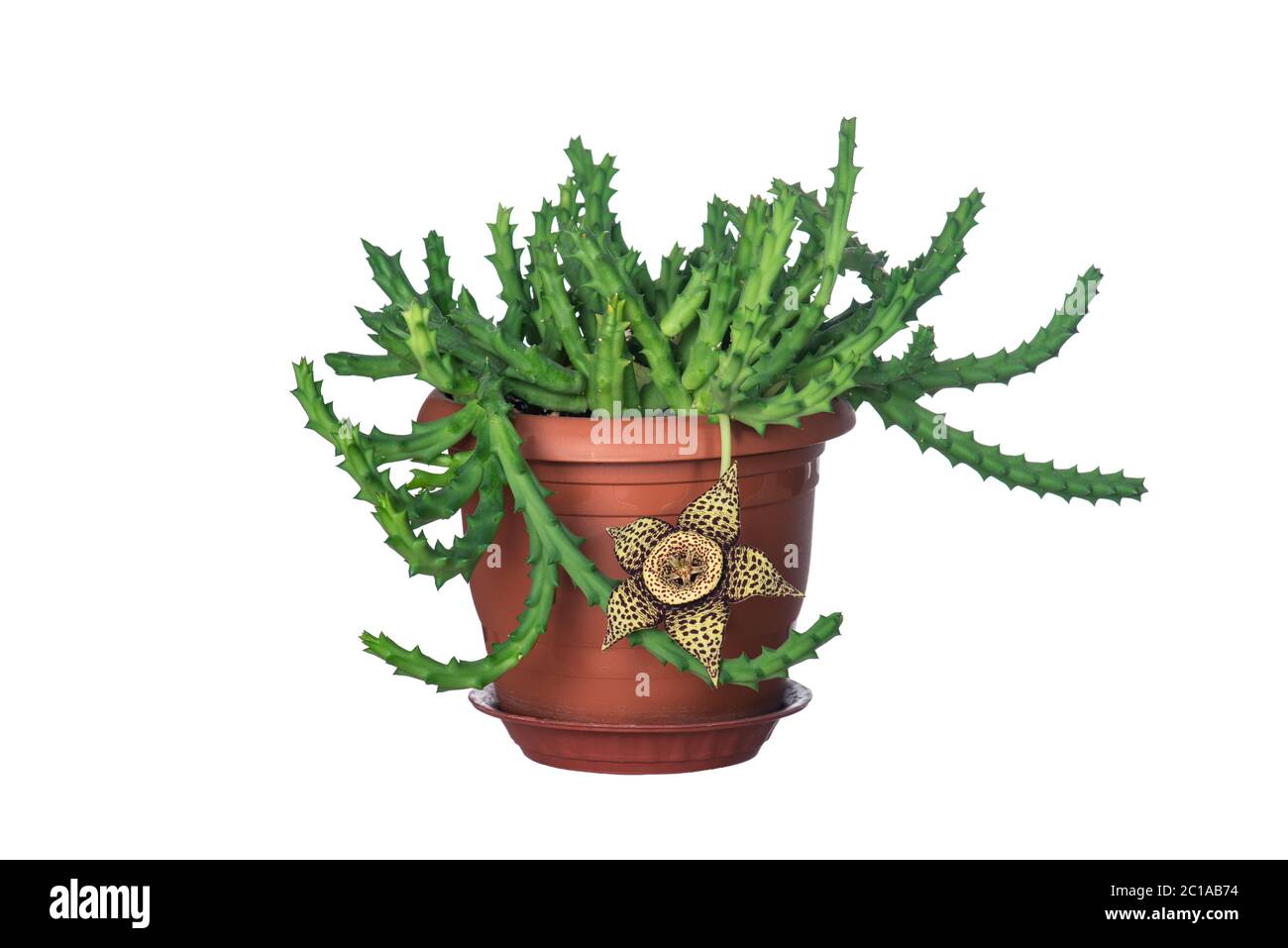 Stapelia variegata flower in pot isolated on white background Stock ...