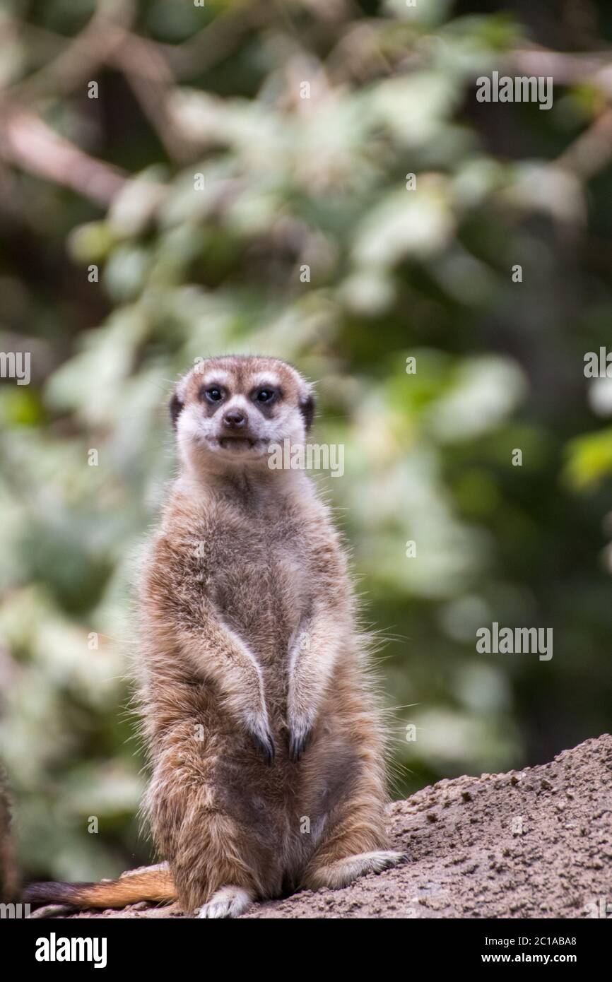 Close up of a meerkat in an animal park in Germany Stock Photo - Alamy