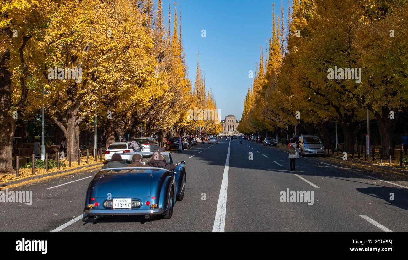 Vehicles at Jingu Gaien Ginkgo Avenue, Tokyo, Japan during autumn Stock ...