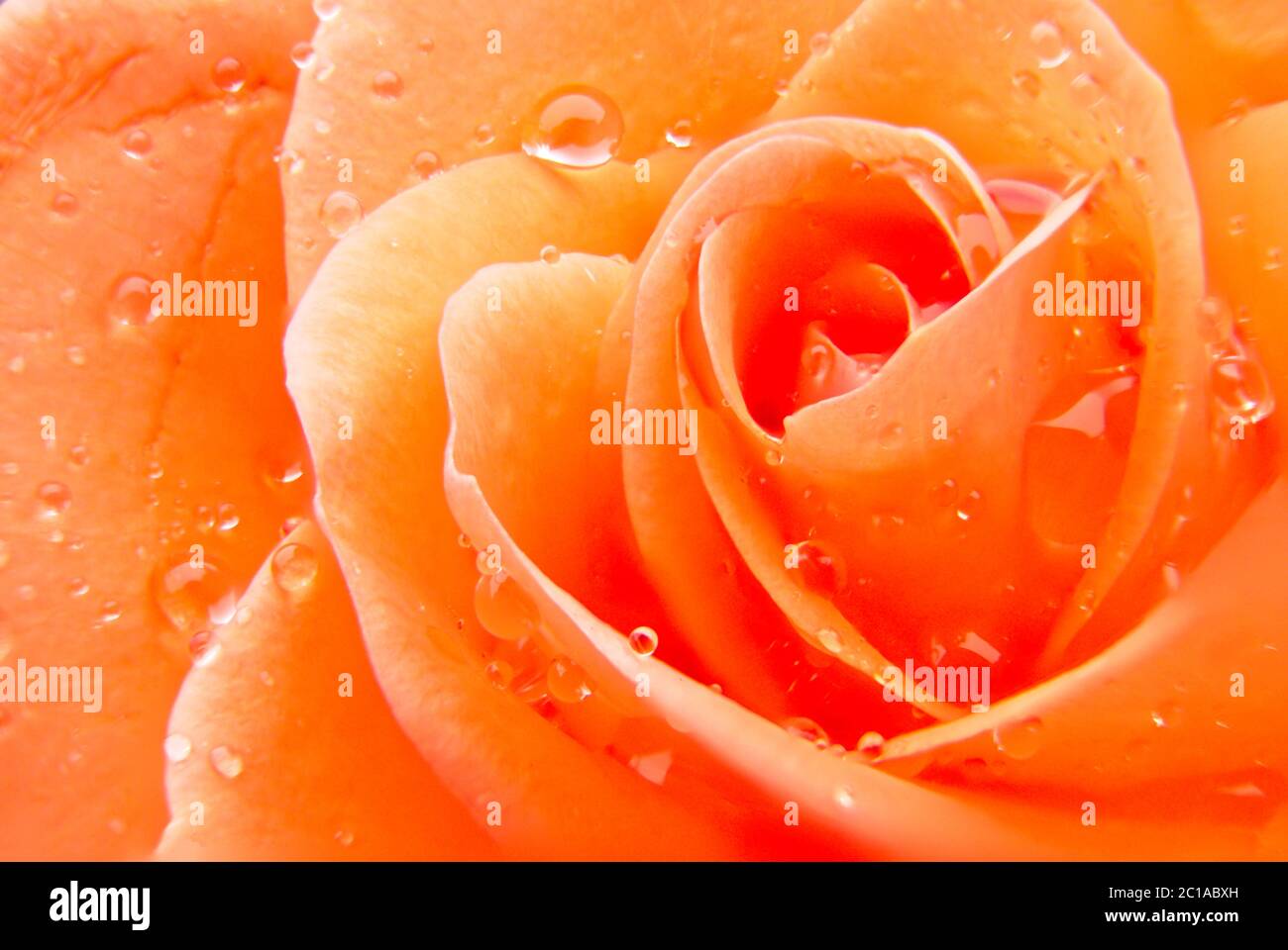 Closeup rose head hi-res stock photography and images - Alamy