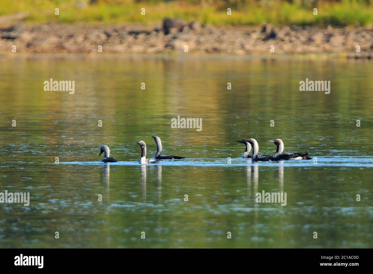 Group of loons hi-res stock photography and images - Alamy