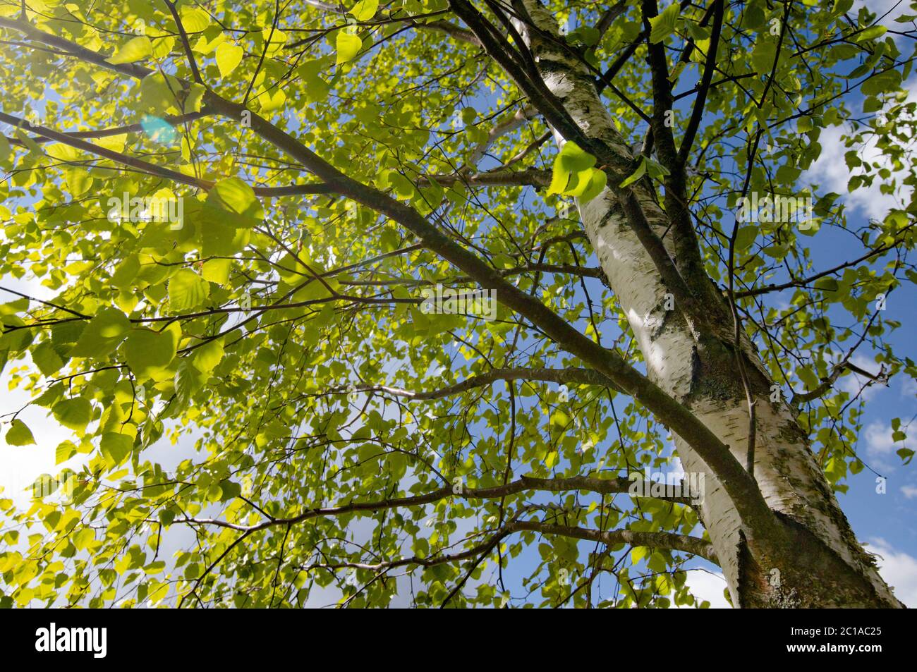 Birch tree in spring hi-res stock photography and images - Alamy