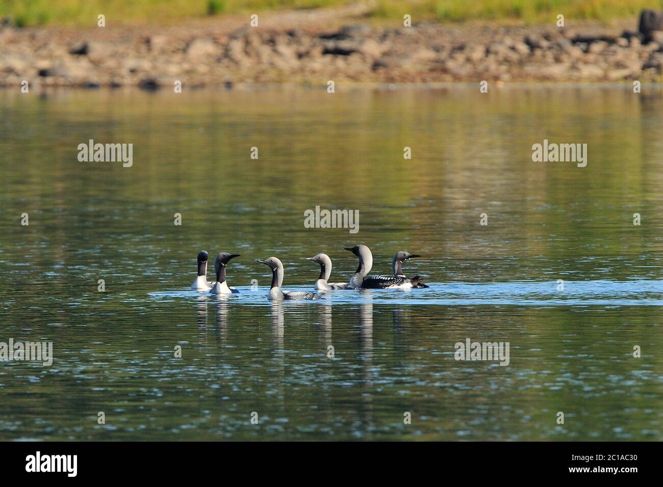 Group of loons hi-res stock photography and images - Alamy