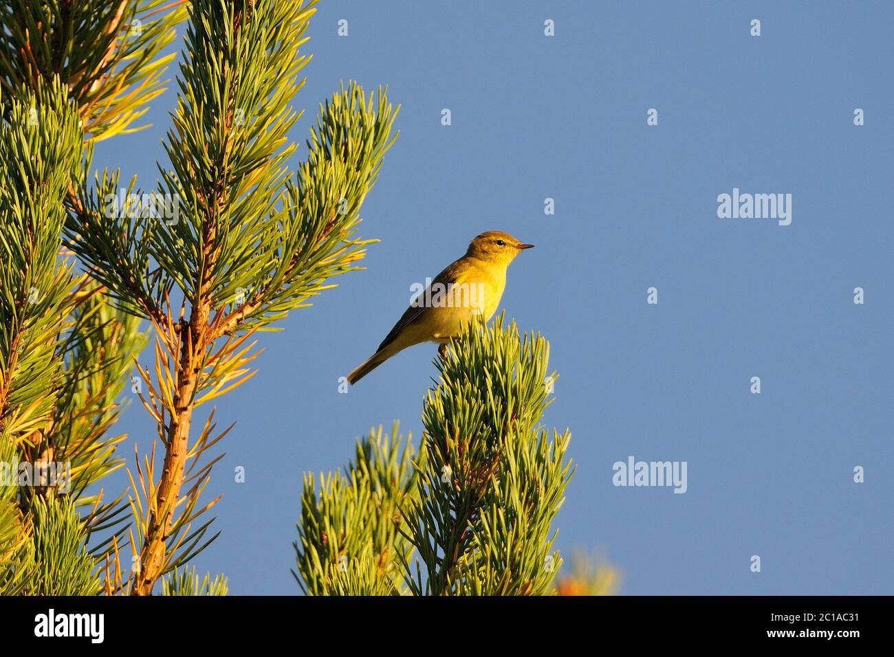 Icterine warbler hippolais icterina hi-res stock photography and images ...