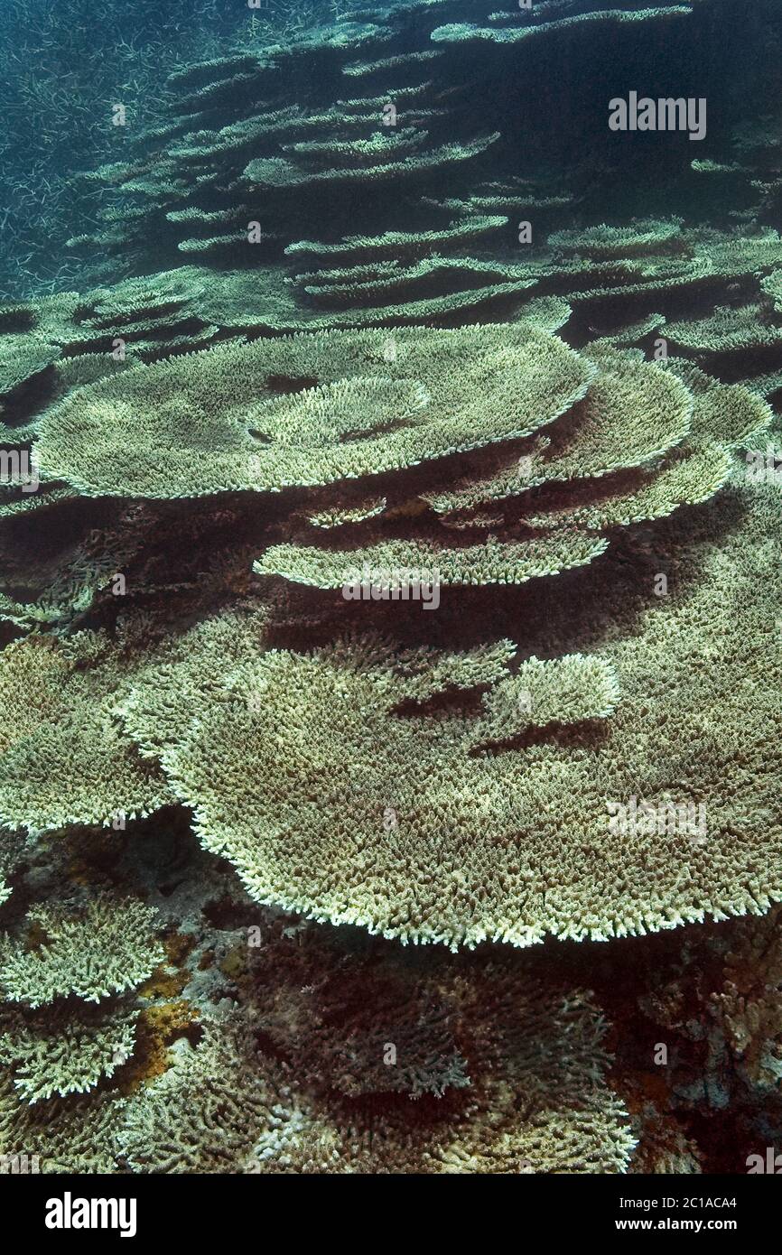 Table corals - Acropora sp Stock Photo - Alamy