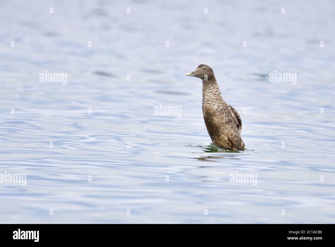 Female Common eider Stock Photo - Alamy