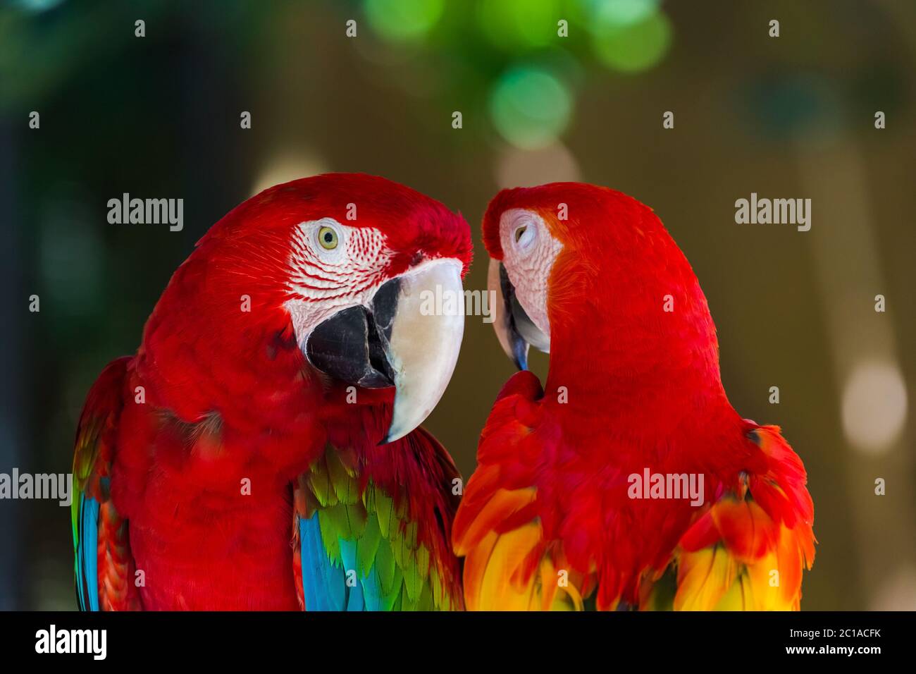 Parrots in Bali Island Indonesia Stock Photo - Alamy