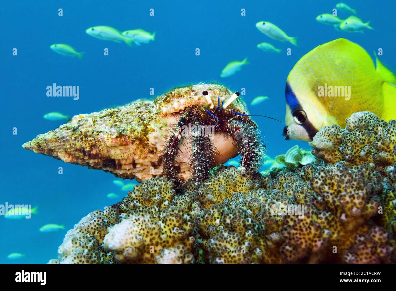 Hermit crab - Dardanus sp Stock Photo - Alamy