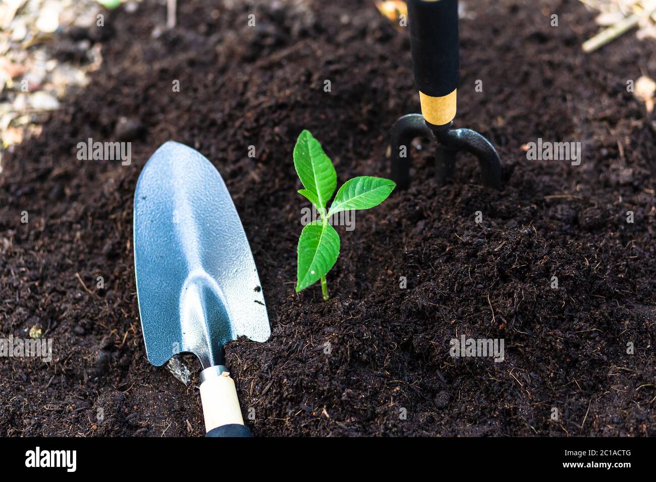 Small tree growth in soil. agriculture and save the world concept Stock ...