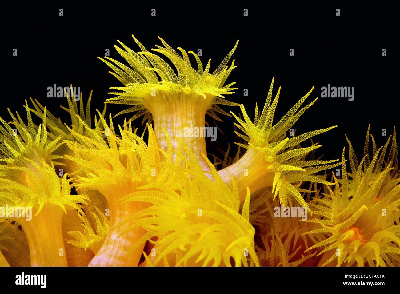 Cup coral polyps (night shot) - Tubastraea sp Stock Photo - Alamy